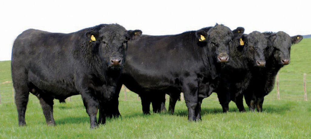 Hingaia Angus – over 80 years of breeding proven quality Angus